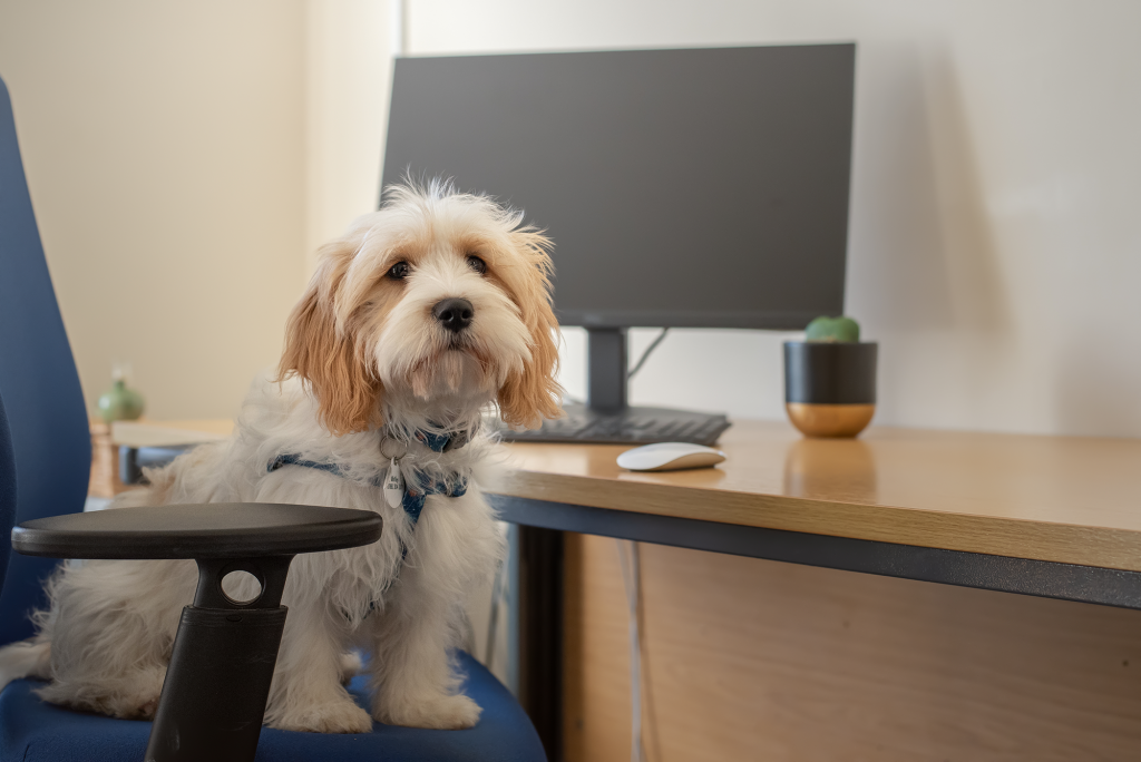 Dog Friendly Office Policy - Antrobus House Business Centre ...